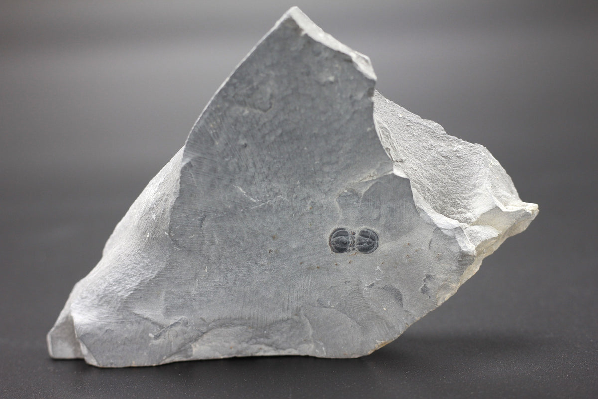 Peronopsis interstrictus Trilobite Fossil – The Bug House