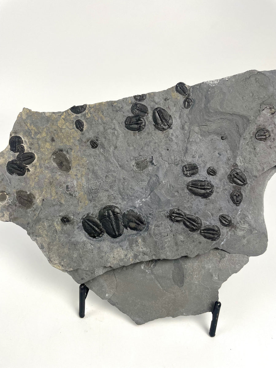 Trilobite Fossil Mortality Plates – The Bug House