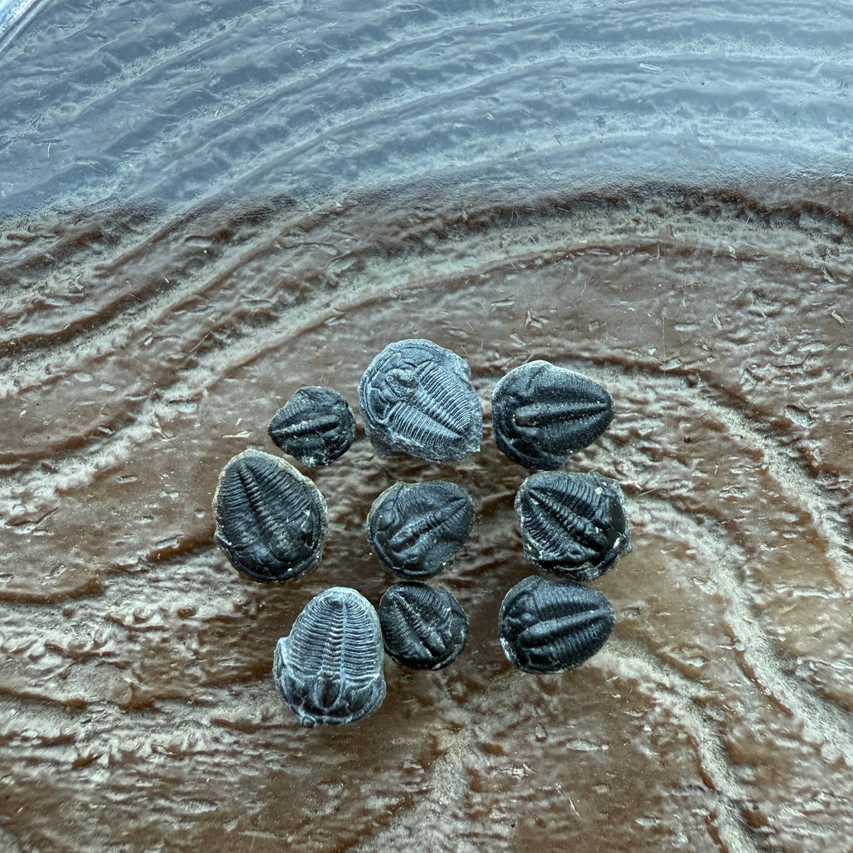 Elrathia kingii Fossil Trilobite Rare Complete Smalls