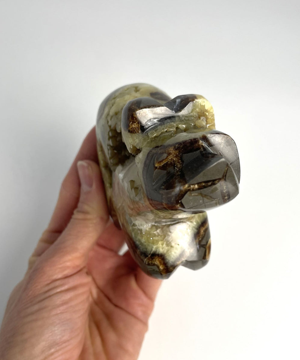 Utah Septarian Geode Long Neck Bear with unique Calcite Crystal hollow ...