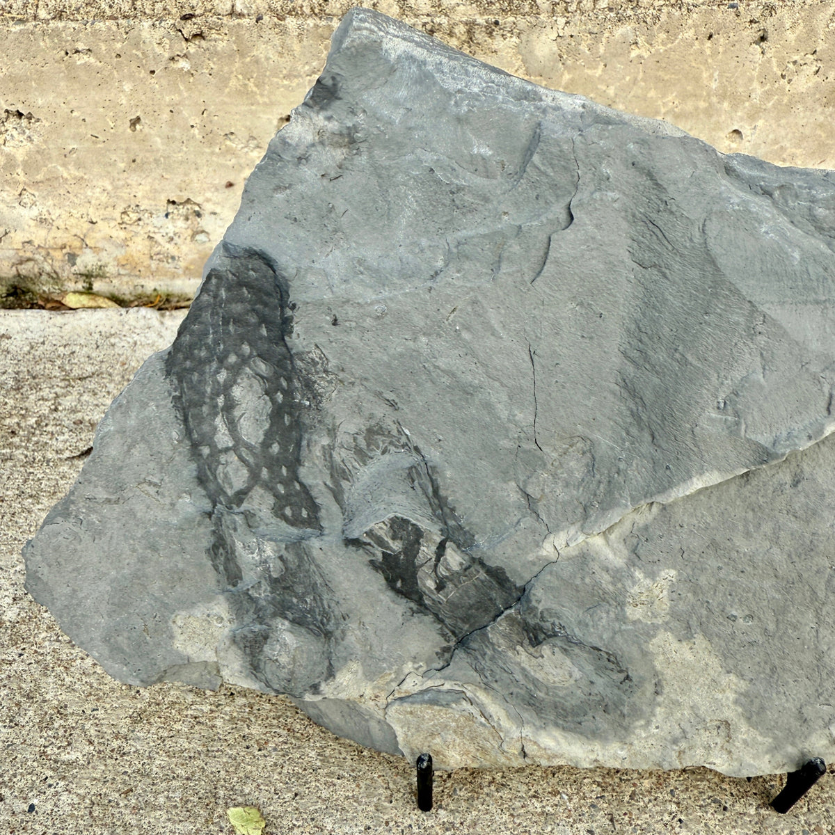 Cambrian Fossilized Margaretia dorus Algae – The Bug House