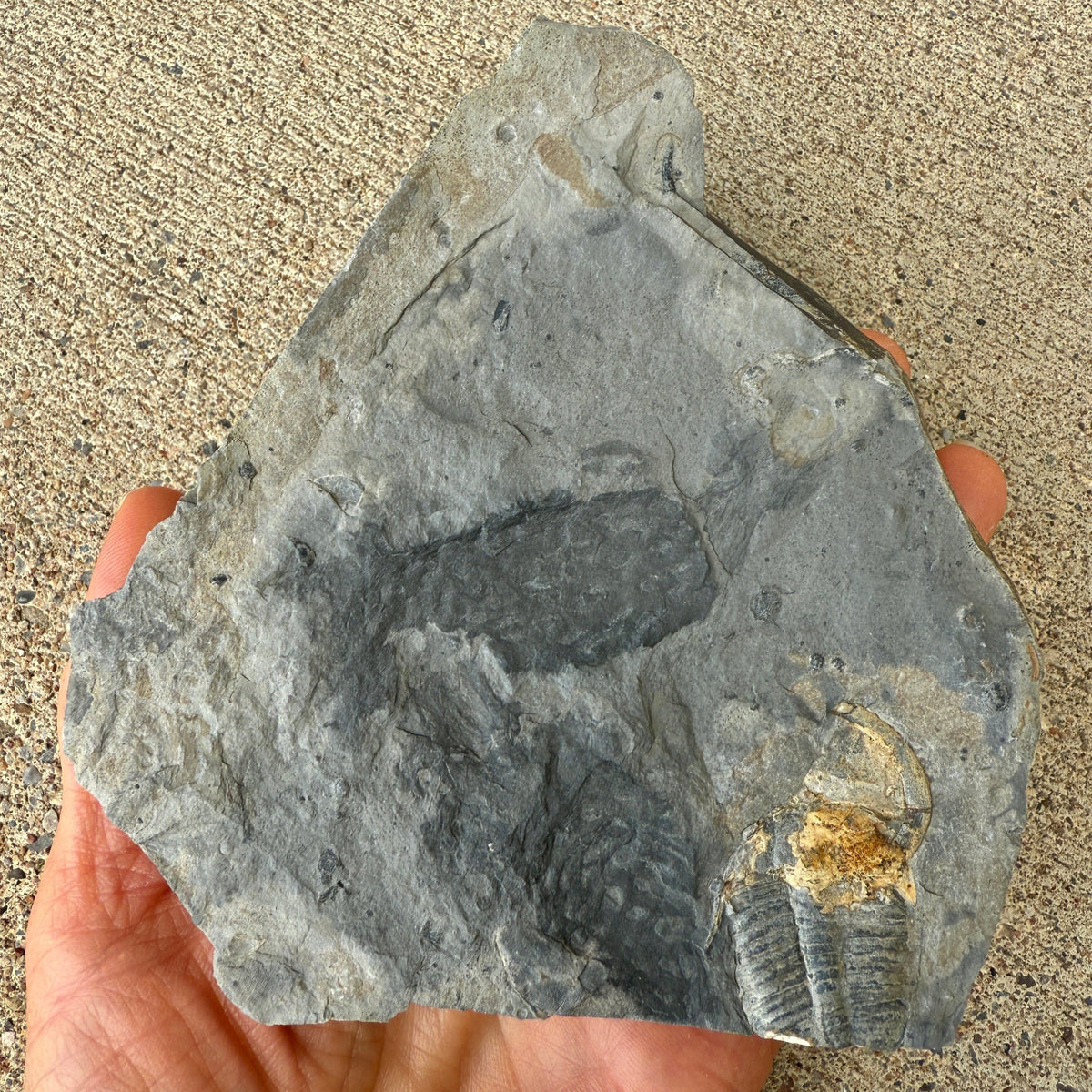 Fossilized Margaretia dorus Cambrian Algae – The Bug House